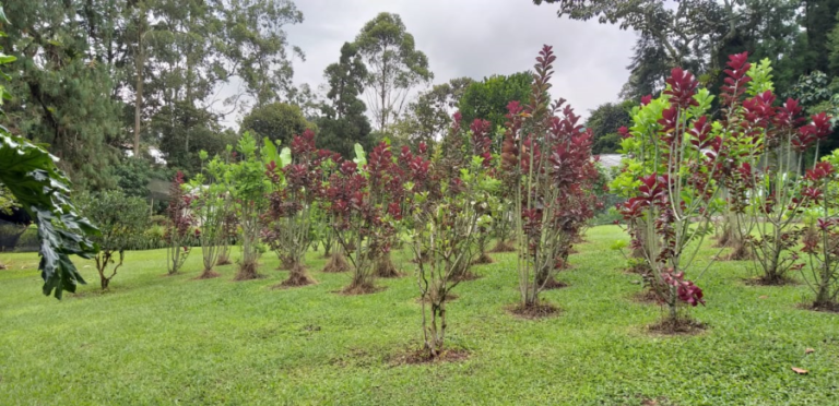 Lechero africano - LA PLANTA DE LA VIDA MEDICINAL